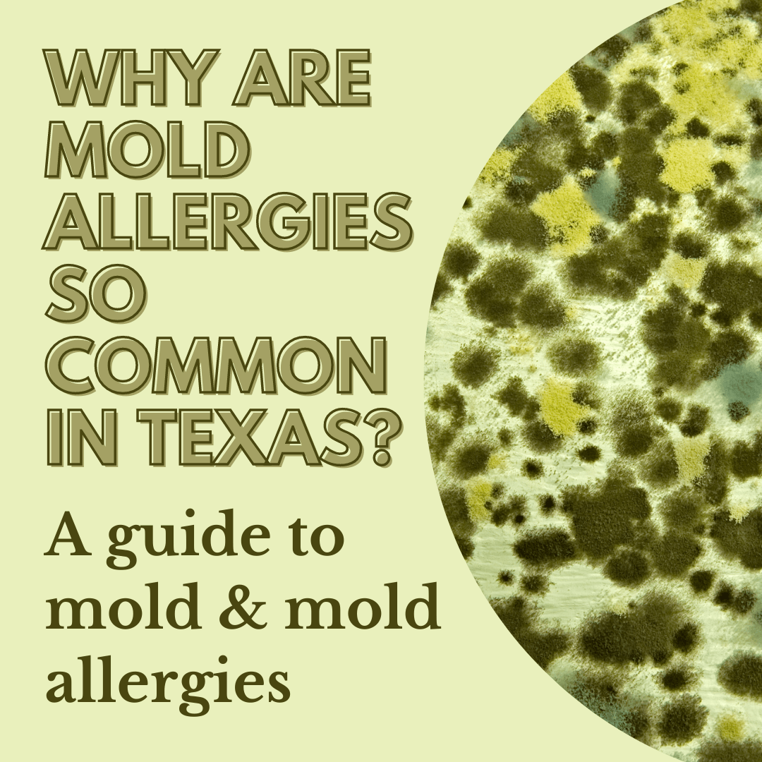 Why are mold allergies so common in Texas? A guide to mold and mold ...