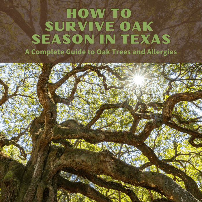 How to Survive Oak Season in Texas: A Complete Guide to Oak Trees and ...